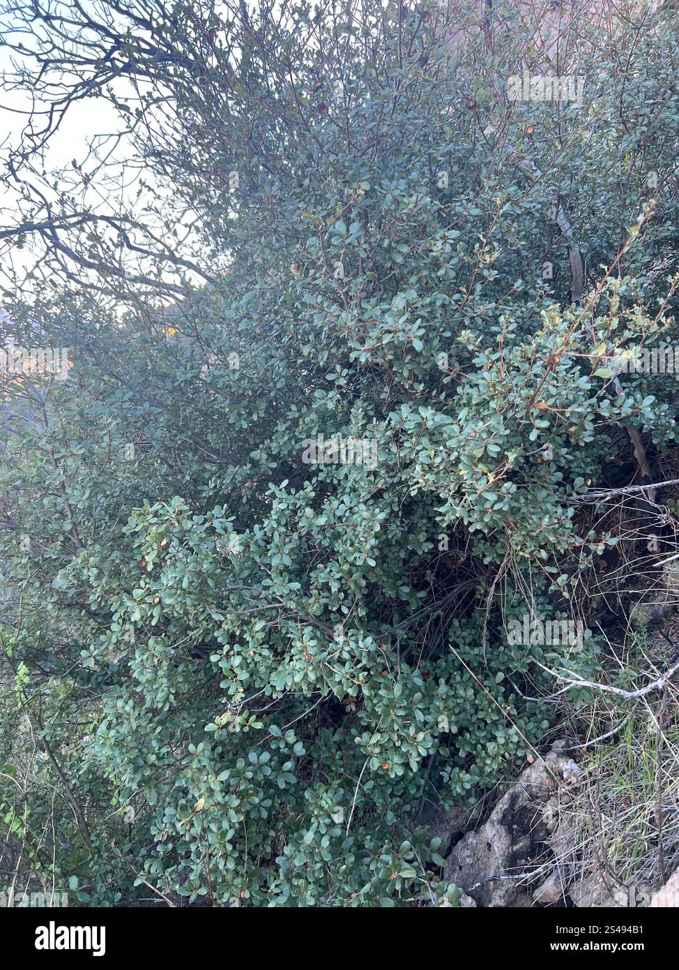 California scrub oak (Quercus berberidifolia Stock Photo - Alamy