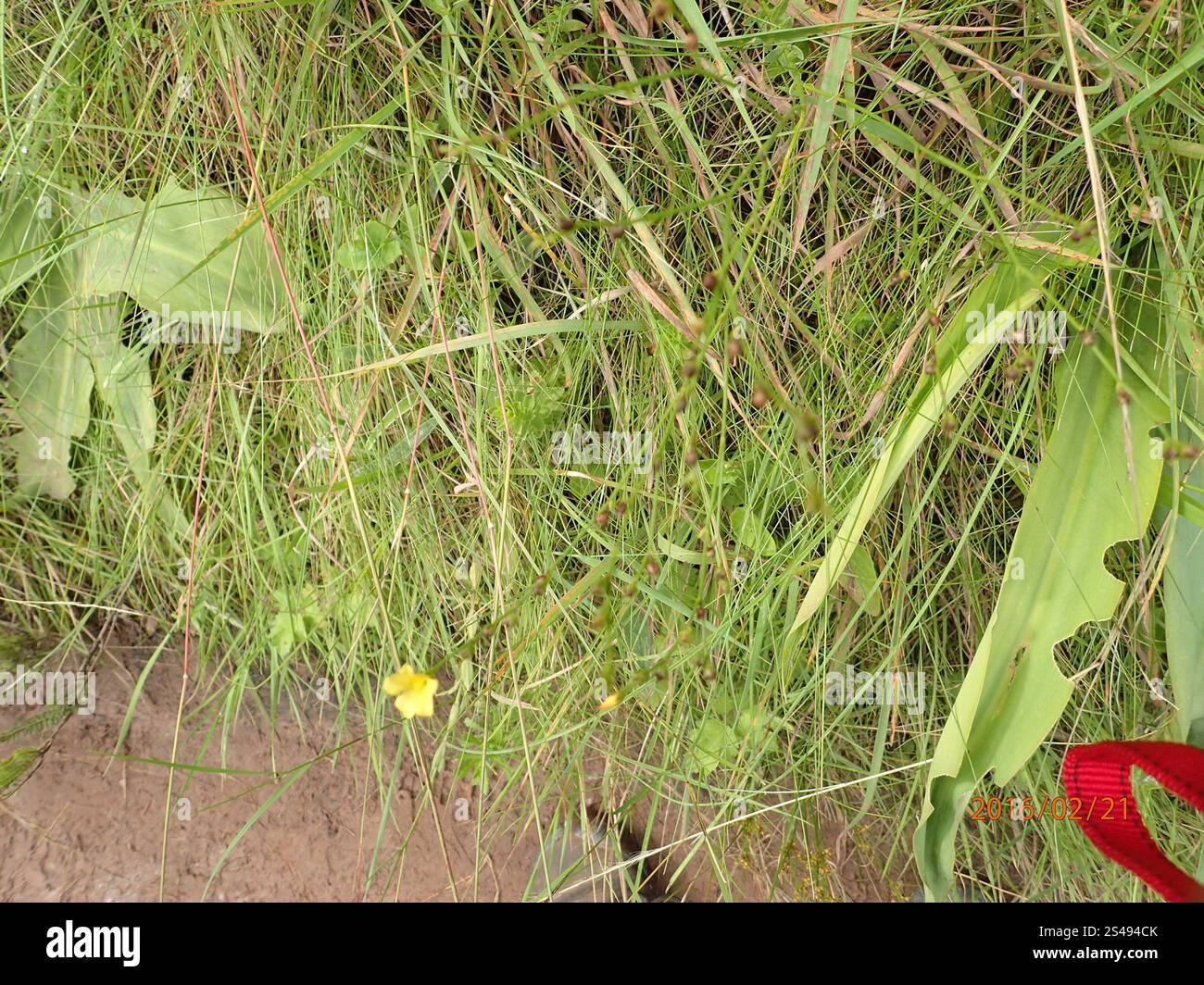 Wild Flax (Linum thunbergii Stock Photo - Alamy