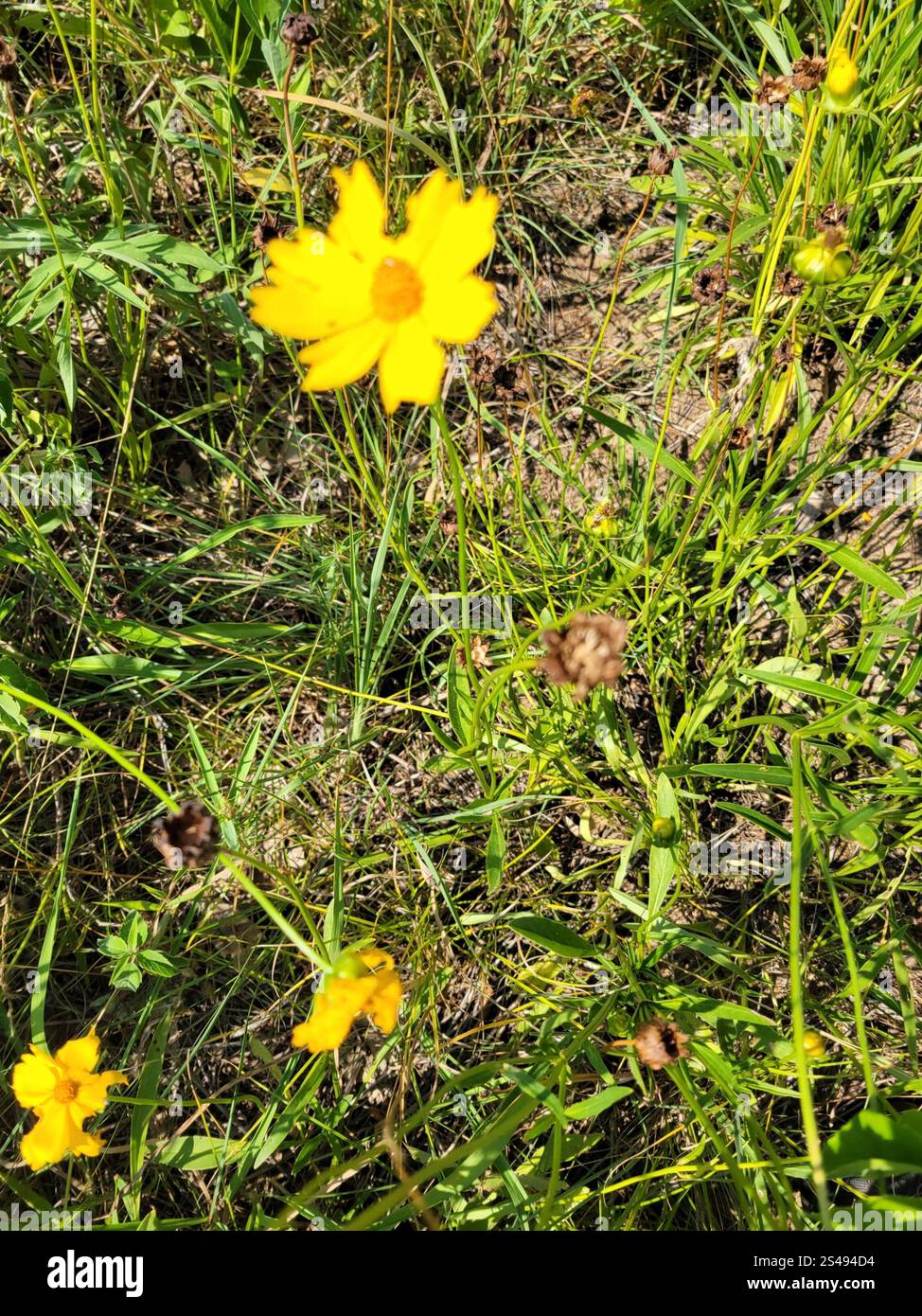 Lance-leaved Coreopsis (Coreopsis lanceolata Stock Photo - Alamy