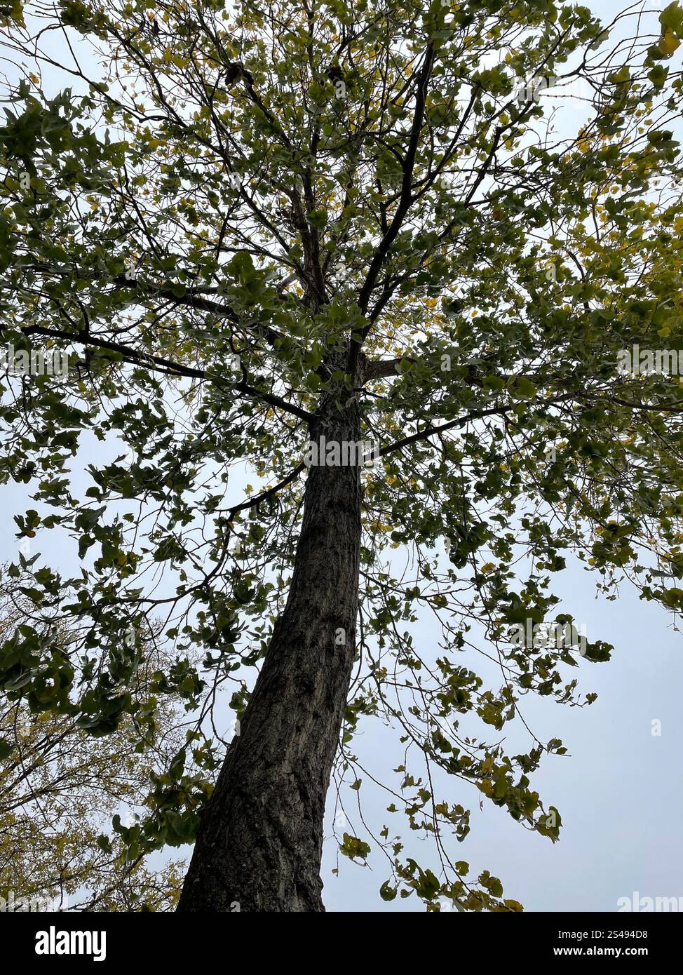 Eastern Cottonwood (Populus deltoides Stock Photo - Alamy