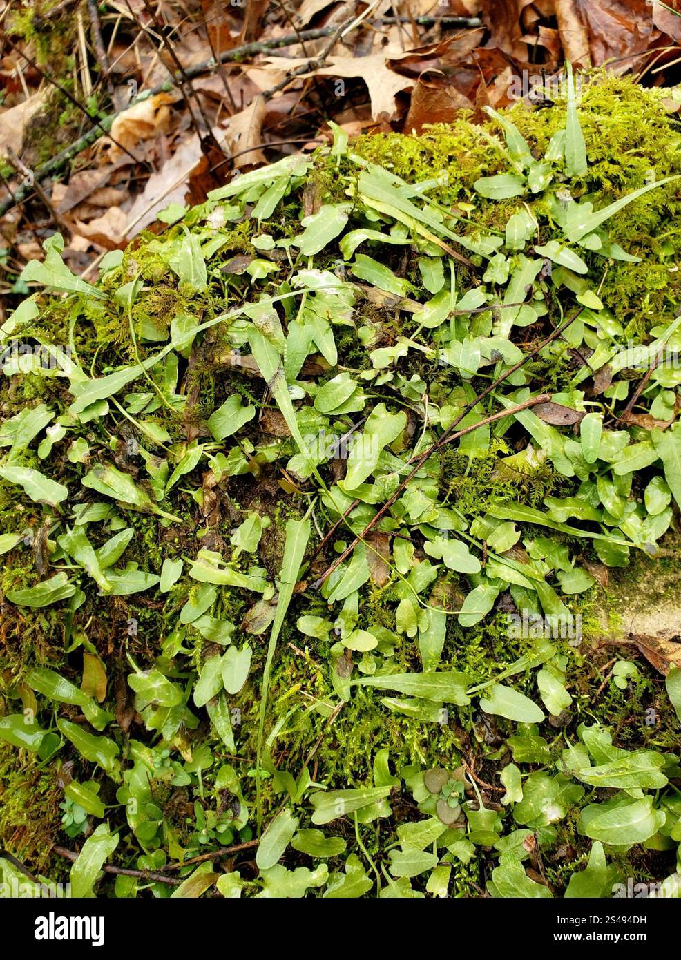 walking fern (Asplenium rhizophyllum Stock Photo - Alamy