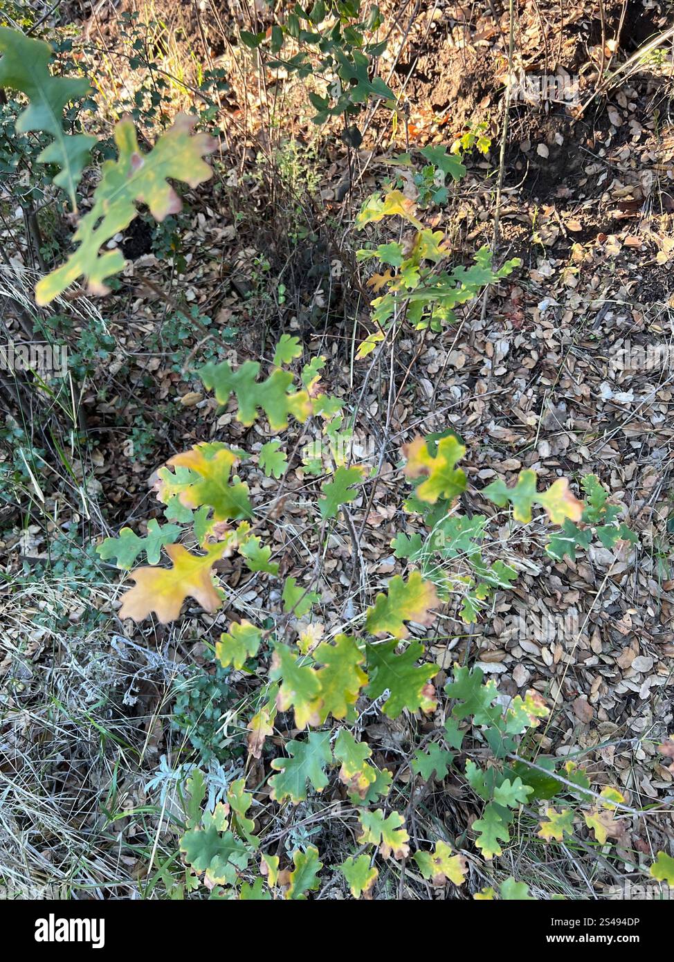 valley oak (Quercus lobata Stock Photo - Alamy