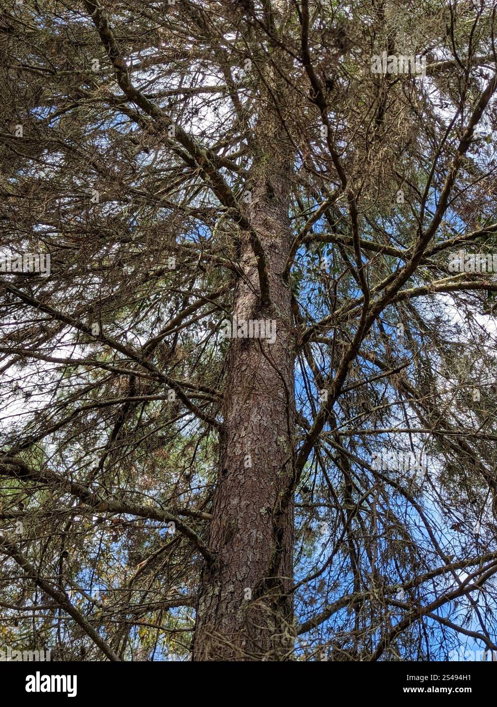 sand pine (Pinus clausa Stock Photo - Alamy