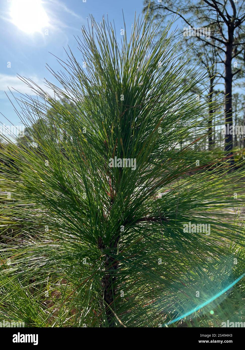 slash pine (Pinus elliottii Stock Photo - Alamy