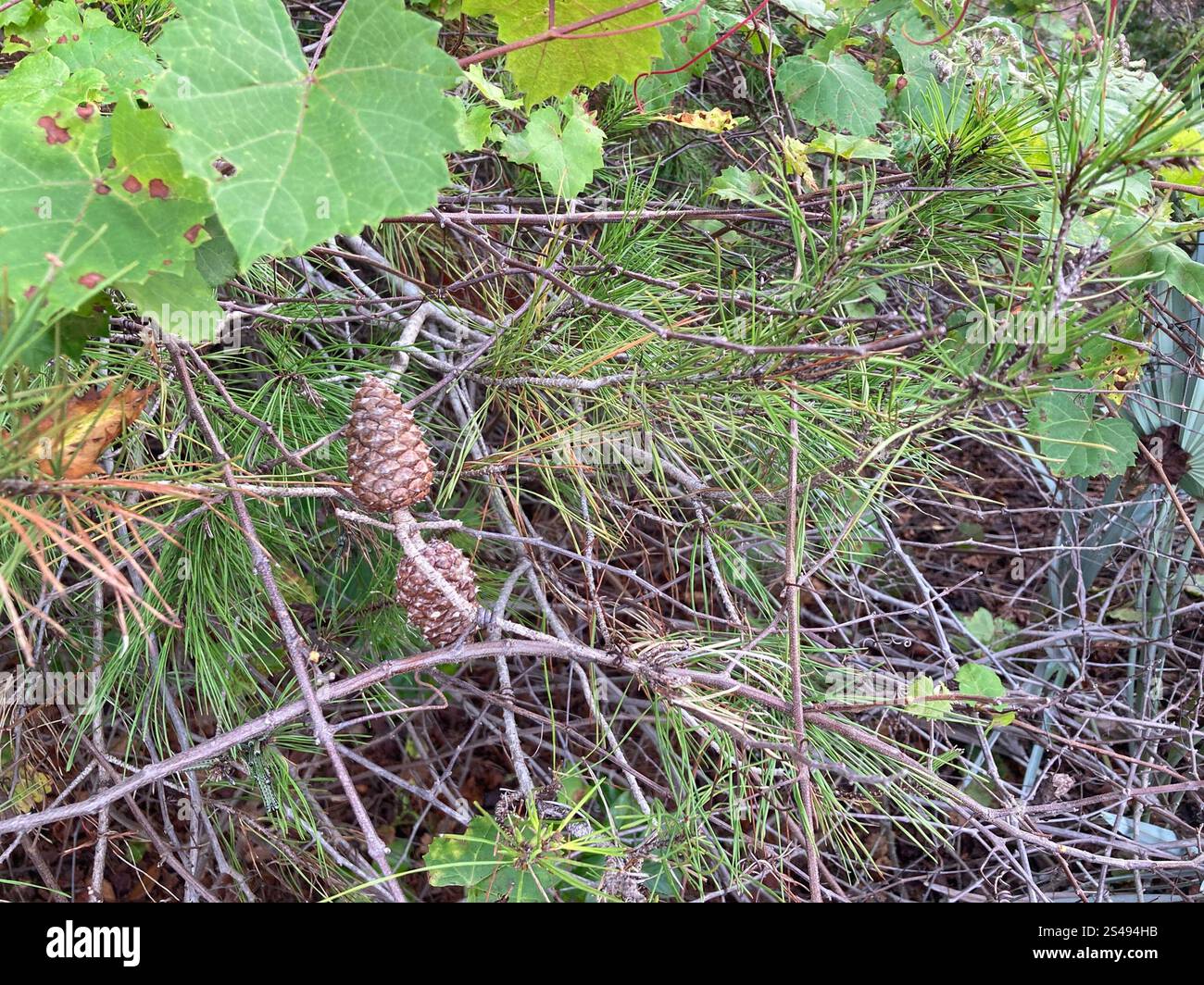 sand pine (Pinus clausa Stock Photo - Alamy