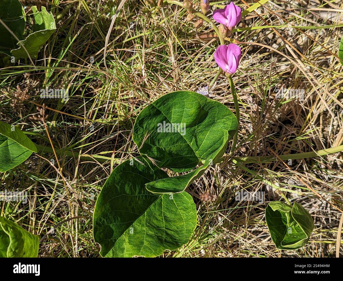Beach Bean (Canavalia rosea Stock Photo - Alamy