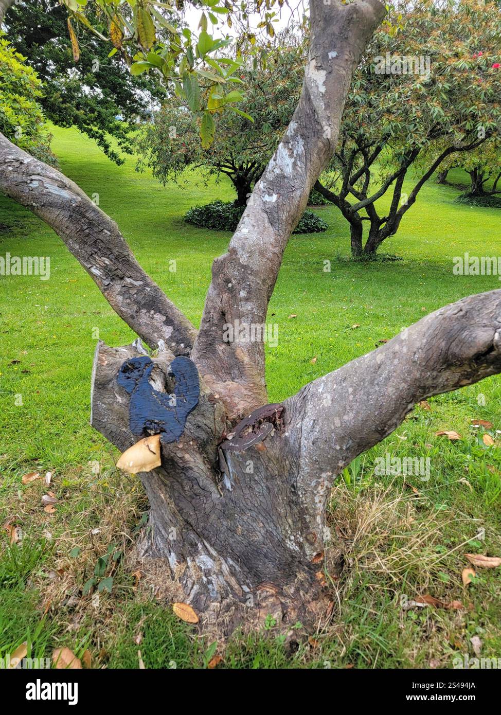 Tawaka (Cyclocybe parasitica Stock Photo - Alamy