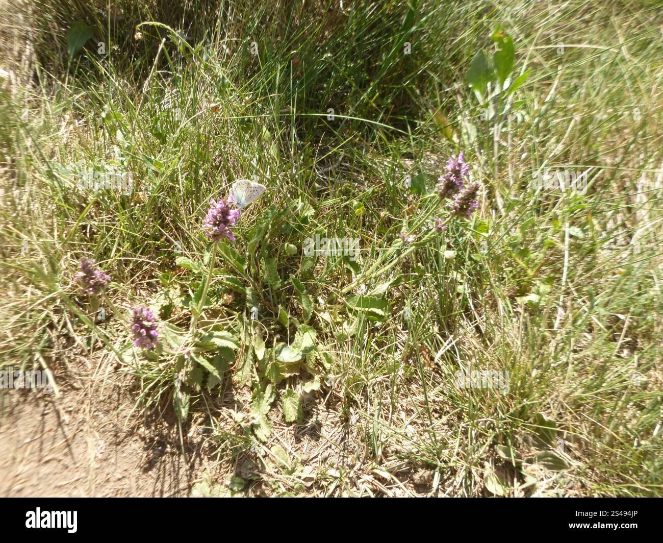 common hedge-nettle (Betonica officinalis Stock Photo - Alamy