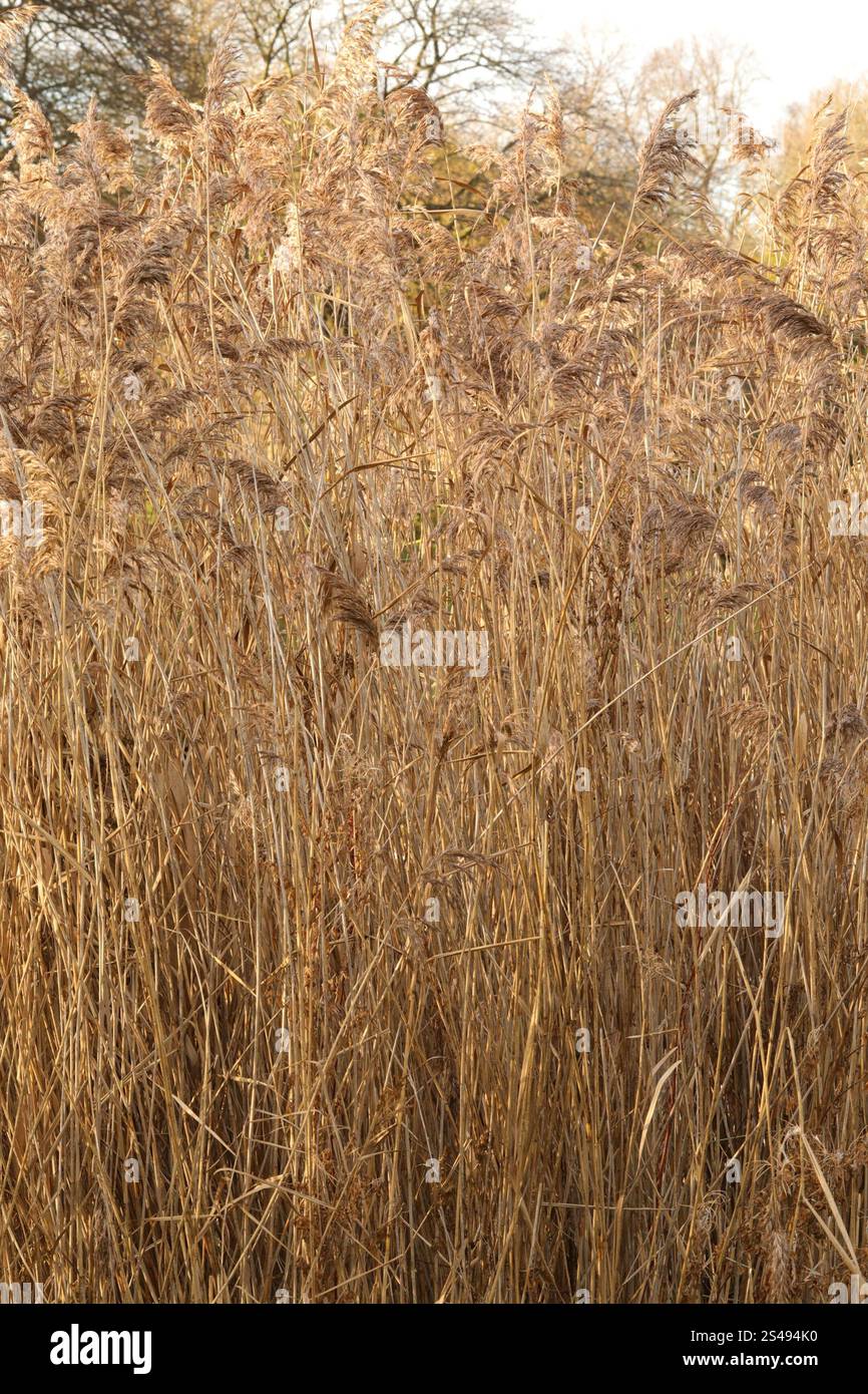 common reed (Phragmites australis Stock Photo - Alamy
