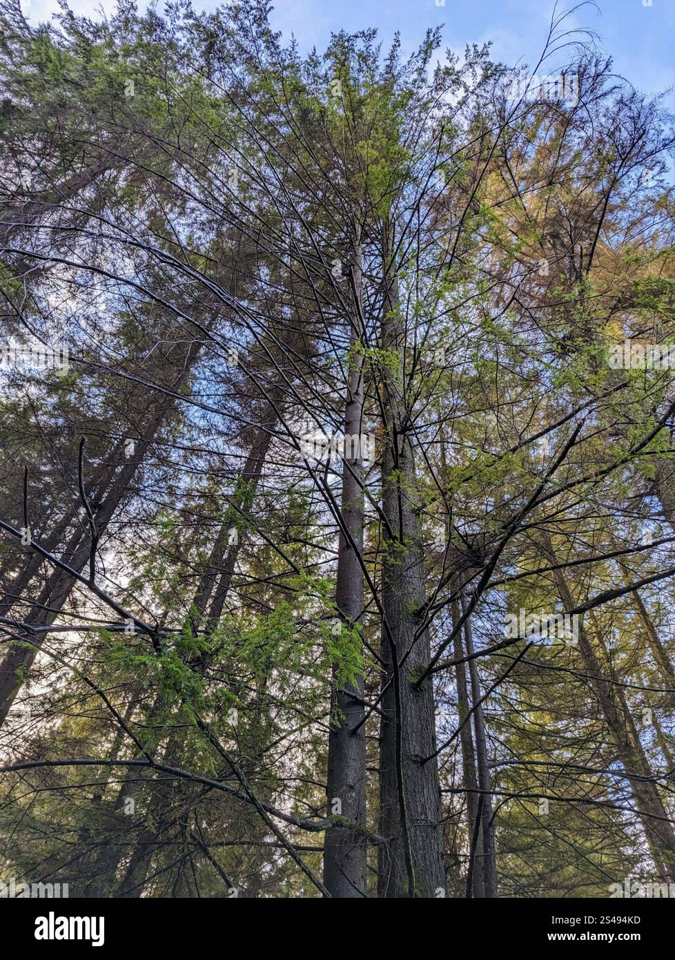 western hemlock (Tsuga heterophylla Stock Photo - Alamy