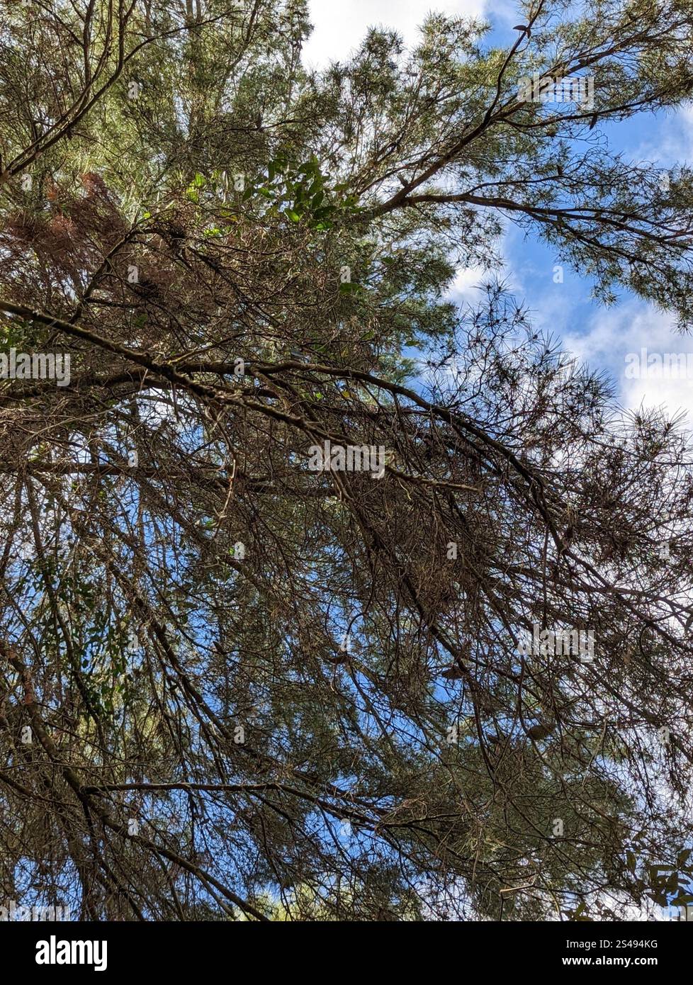 sand pine (Pinus clausa Stock Photo - Alamy