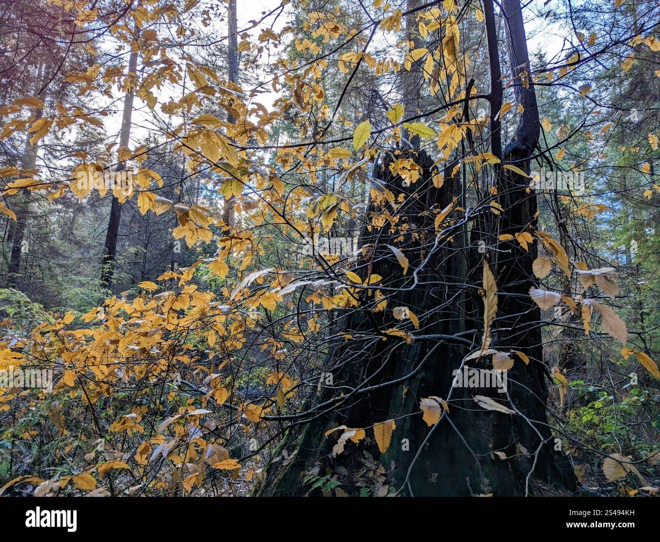 Red Alder (Alnus rubra Stock Photo - Alamy
