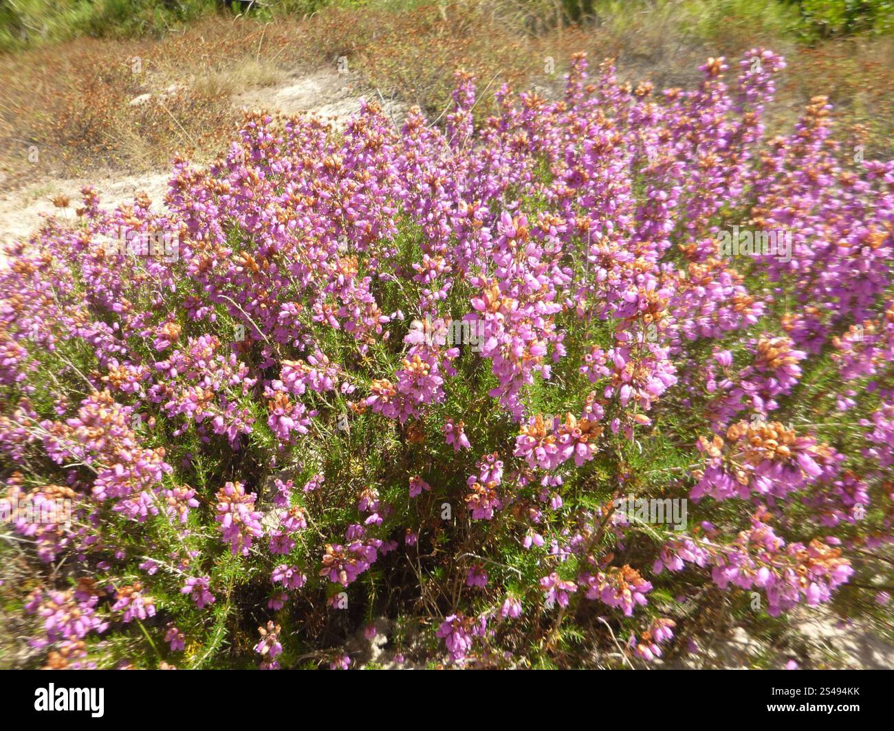 Bell Heather (Erica cinerea Stock Photo - Alamy
