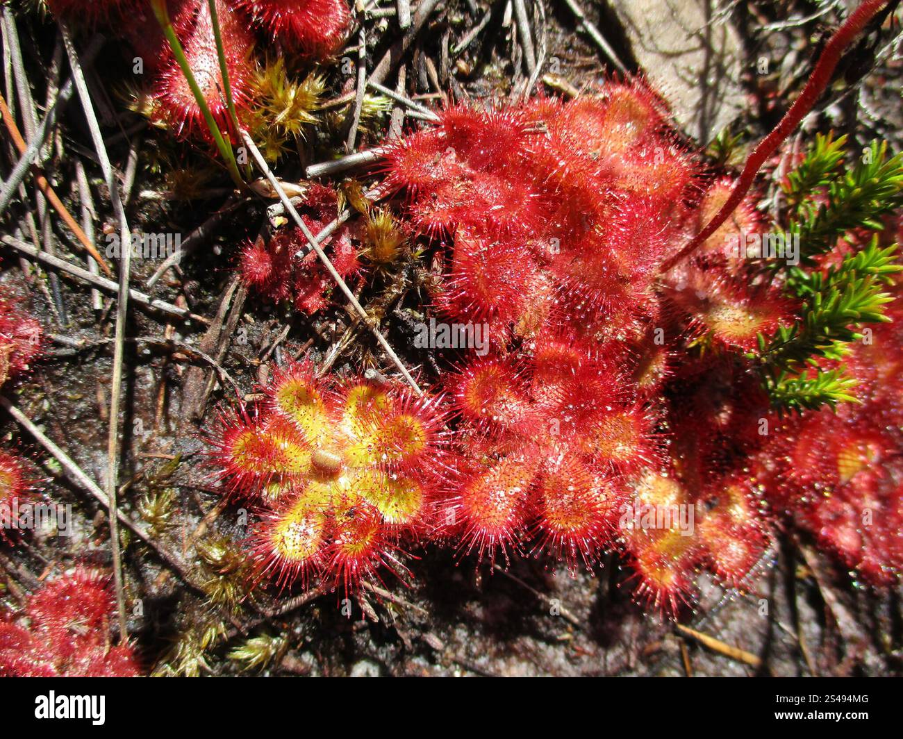 Peninsula Sundew (Drosera cuneifolia Stock Photo - Alamy