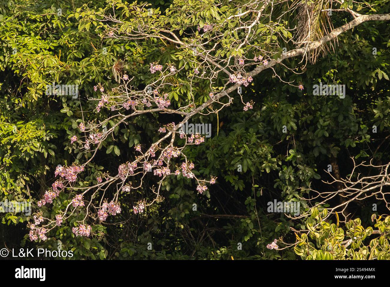 Pink poui (Tabebuia rosea Stock Photo - Alamy