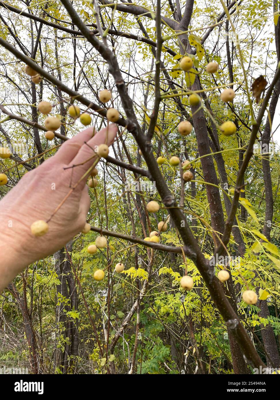 Chinaberry (Melia azedarach Stock Photo - Alamy