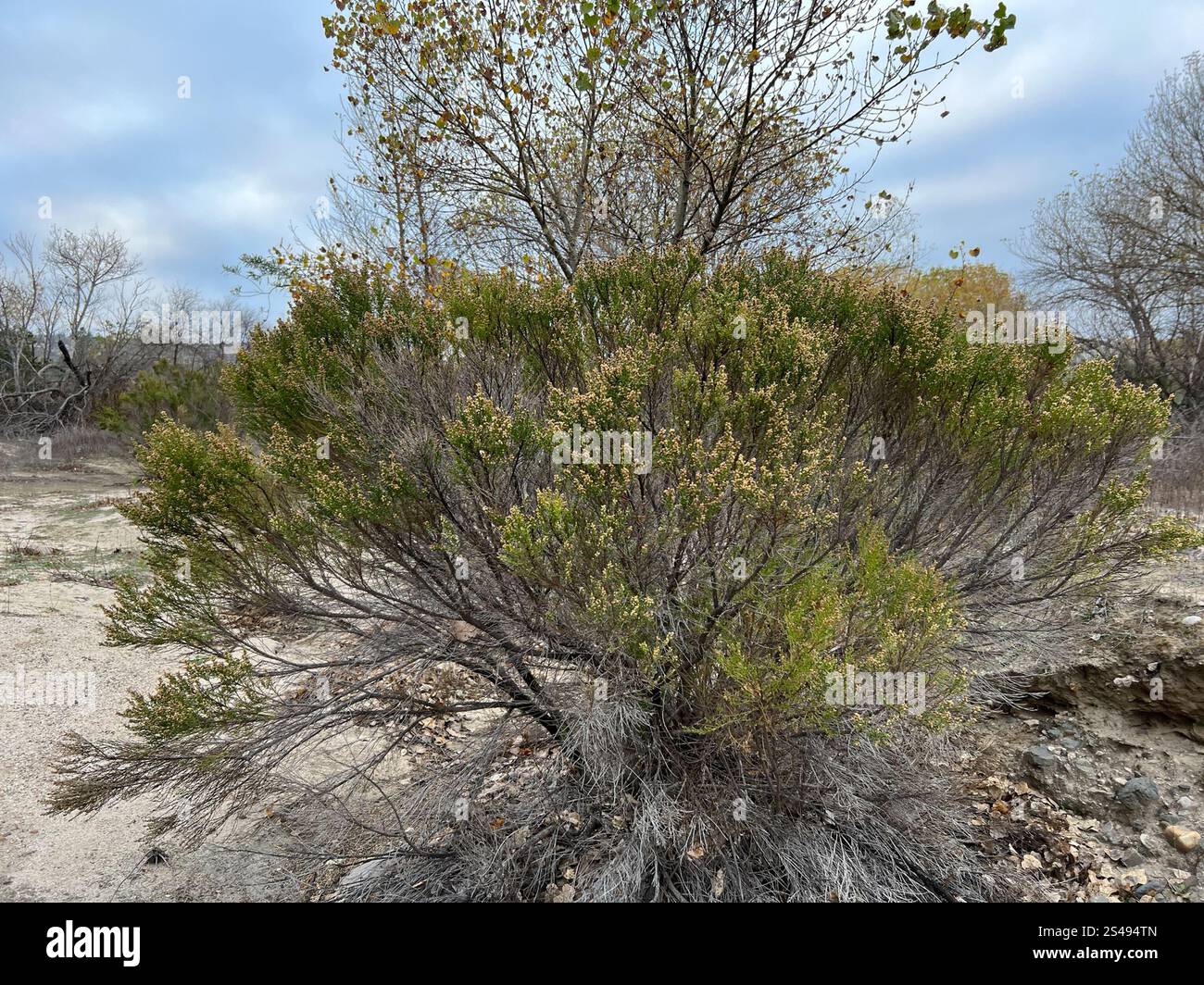 Desert Broom (Baccharis sarothroides Stock Photo - Alamy