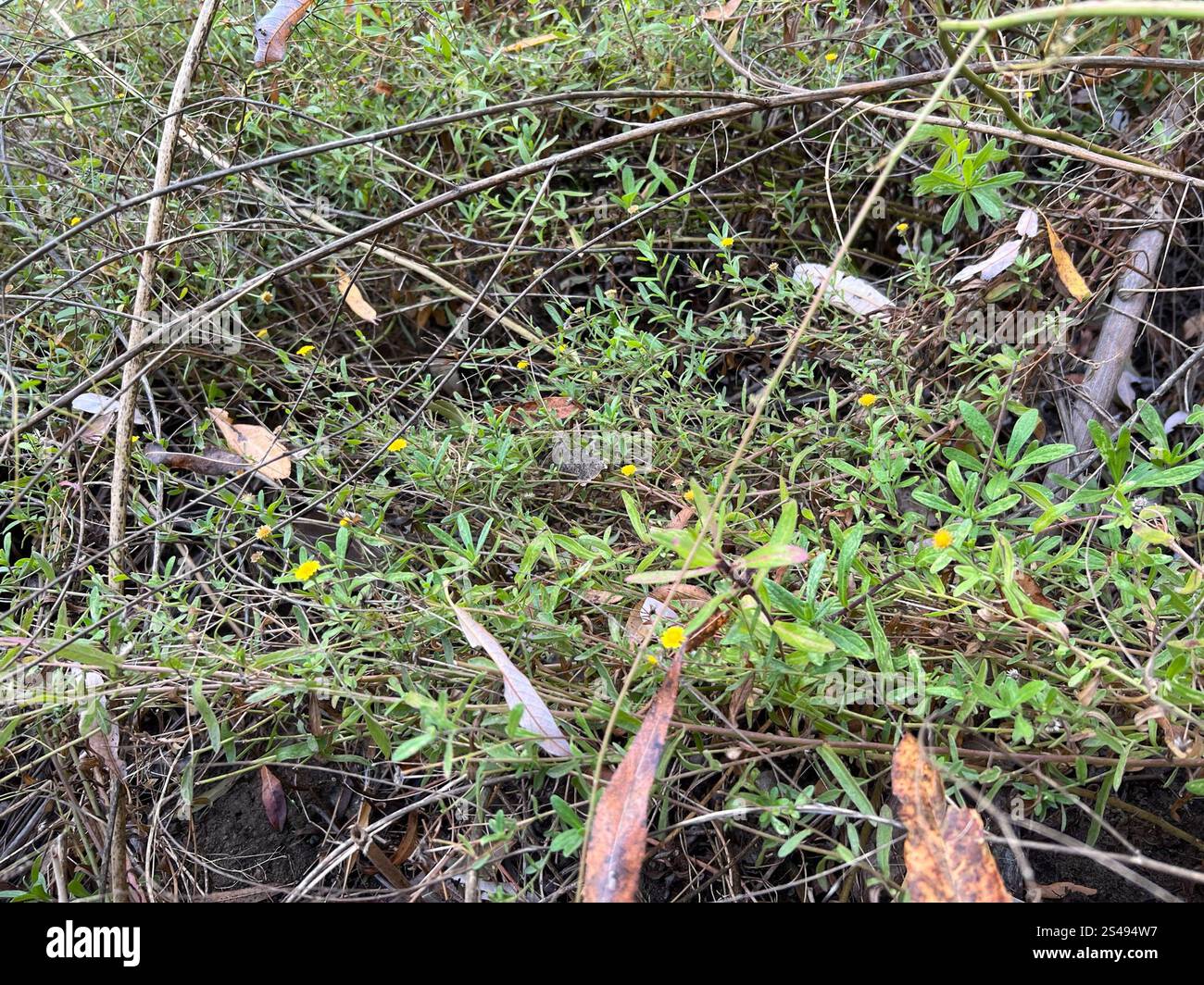 Spanish False Fleabane (Pulicaria paludosa Stock Photo - Alamy