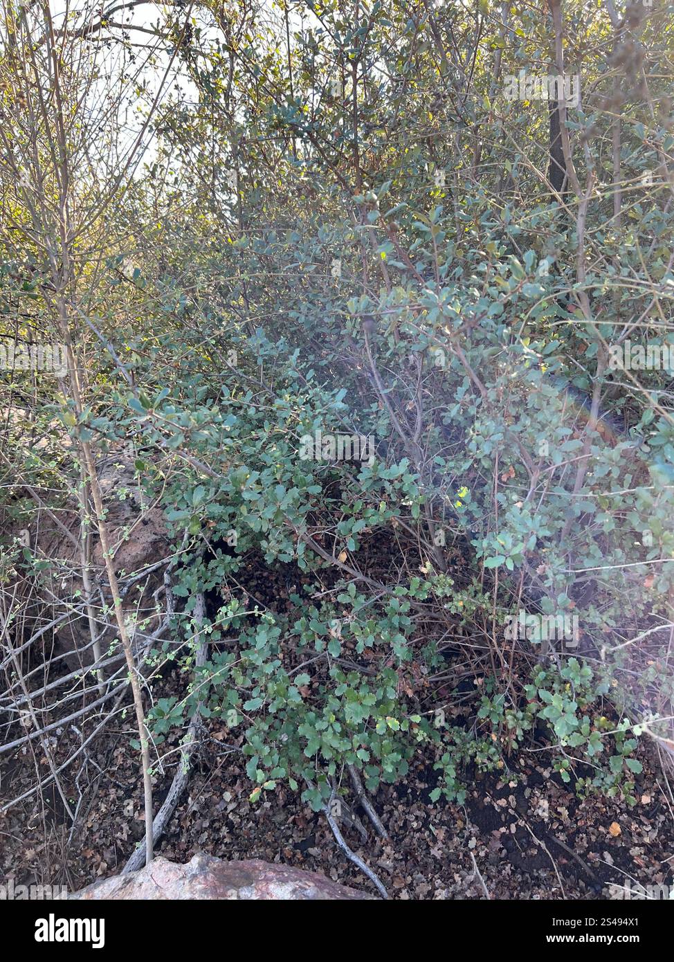 California scrub oak (Quercus berberidifolia Stock Photo - Alamy
