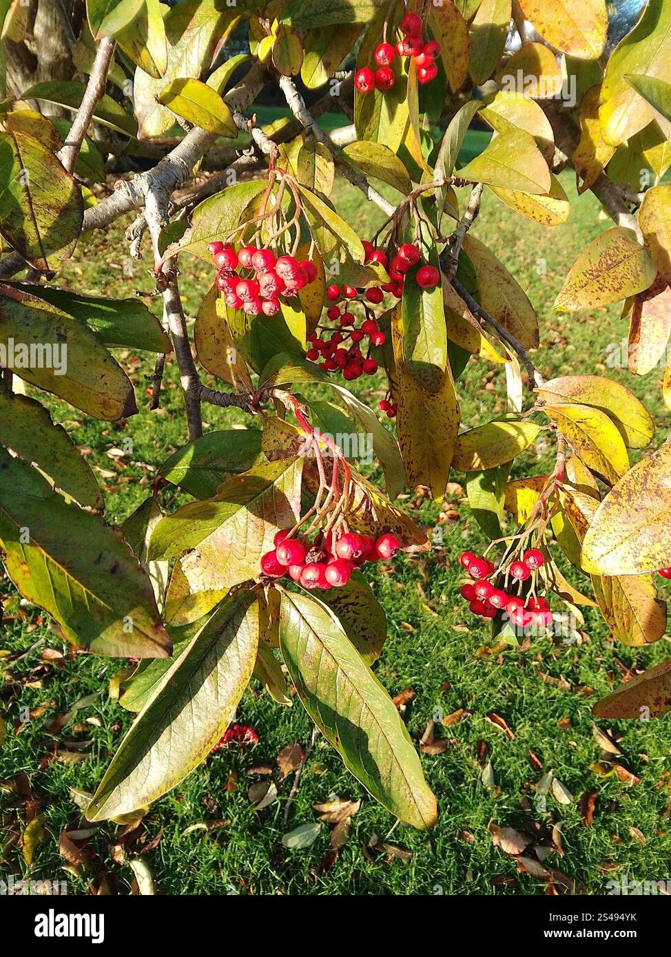 tree cotoneaster (Cotoneaster frigidus Stock Photo - Alamy