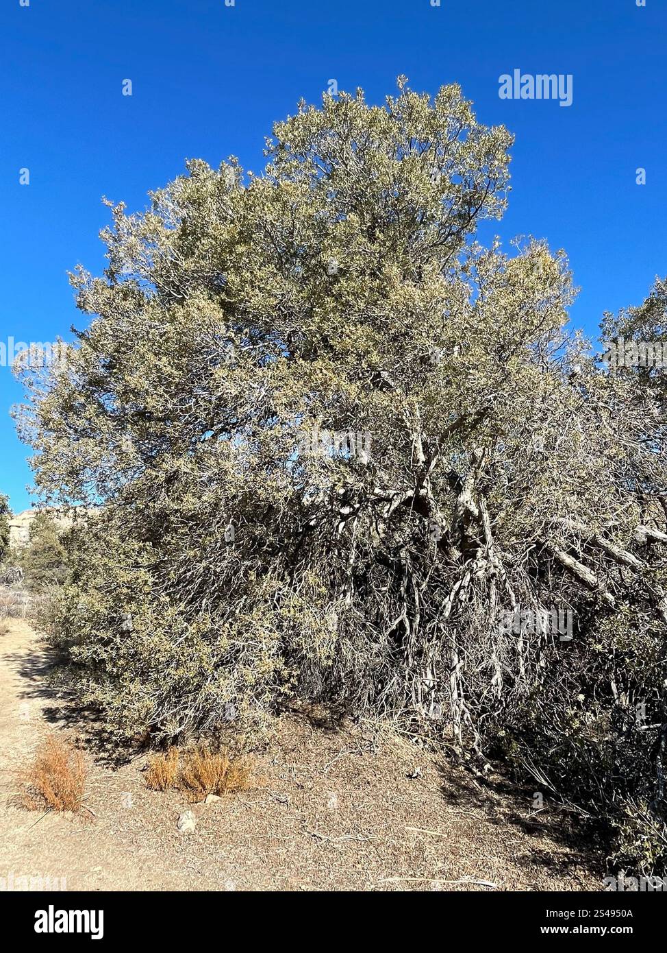 Muller's oak (Quercus cornelius-mulleri Stock Photo - Alamy