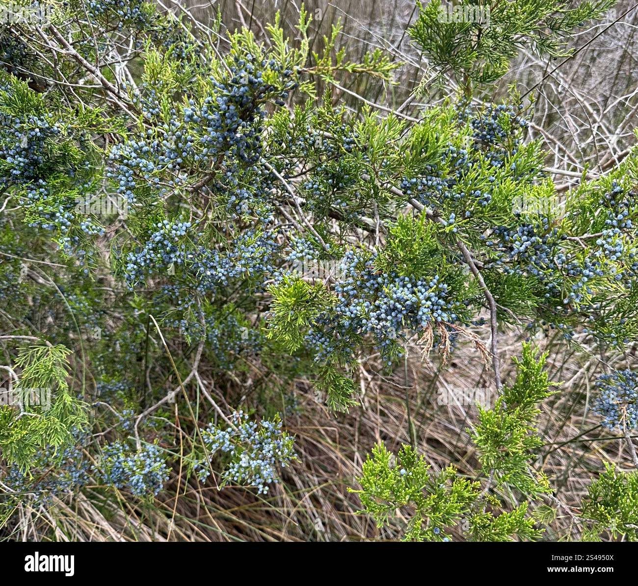 eastern redcedar (Juniperus virginiana Stock Photo - Alamy