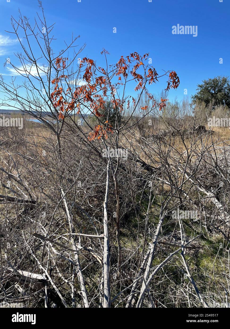 Prairie flameleaf sumac (Rhus lanceolata Stock Photo - Alamy