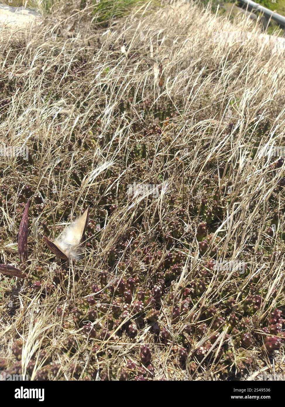 Variegated Carrion-flower (Orbea variegata Stock Photo - Alamy