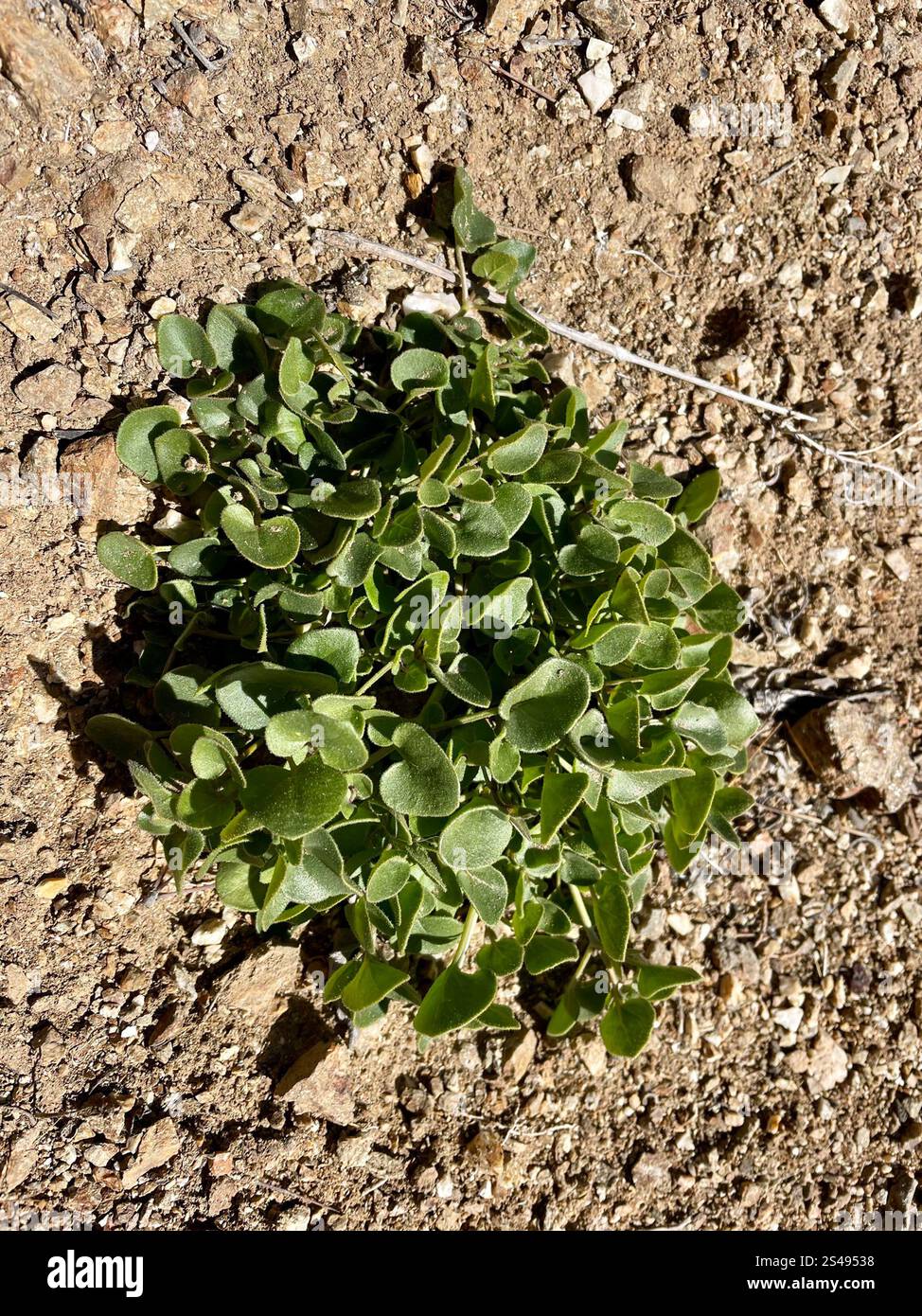 Wishbone Bush (Mirabilis laevis Stock Photo - Alamy