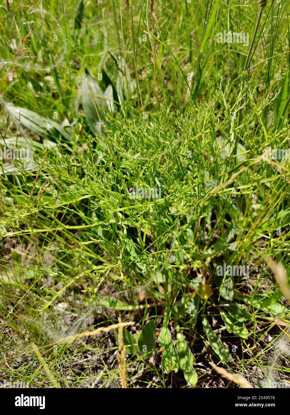 German Statice (Goniolimon tataricum Stock Photo - Alamy