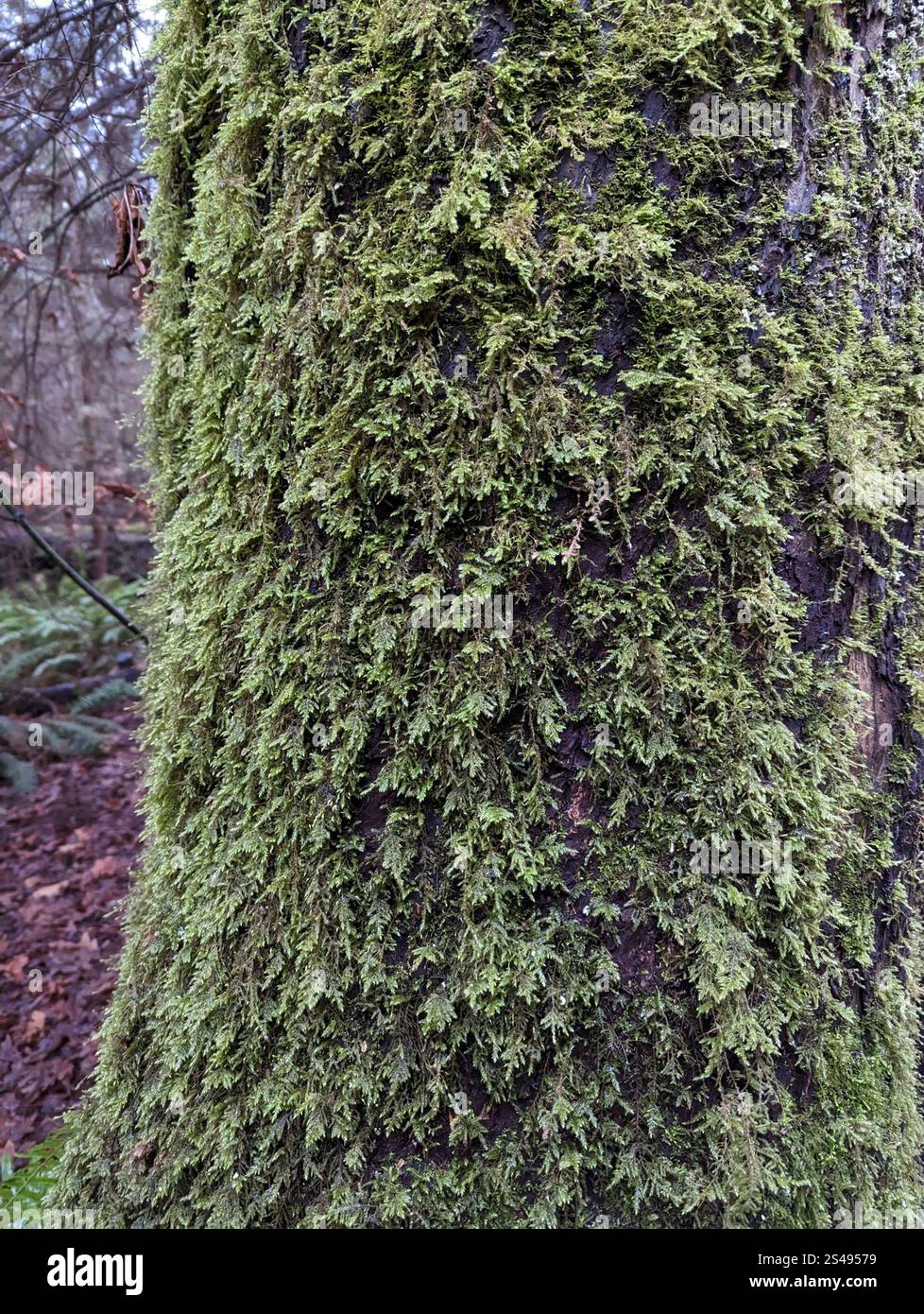 Cat's Tail Moss (Pseudisothecium stoloniferum Stock Photo - Alamy