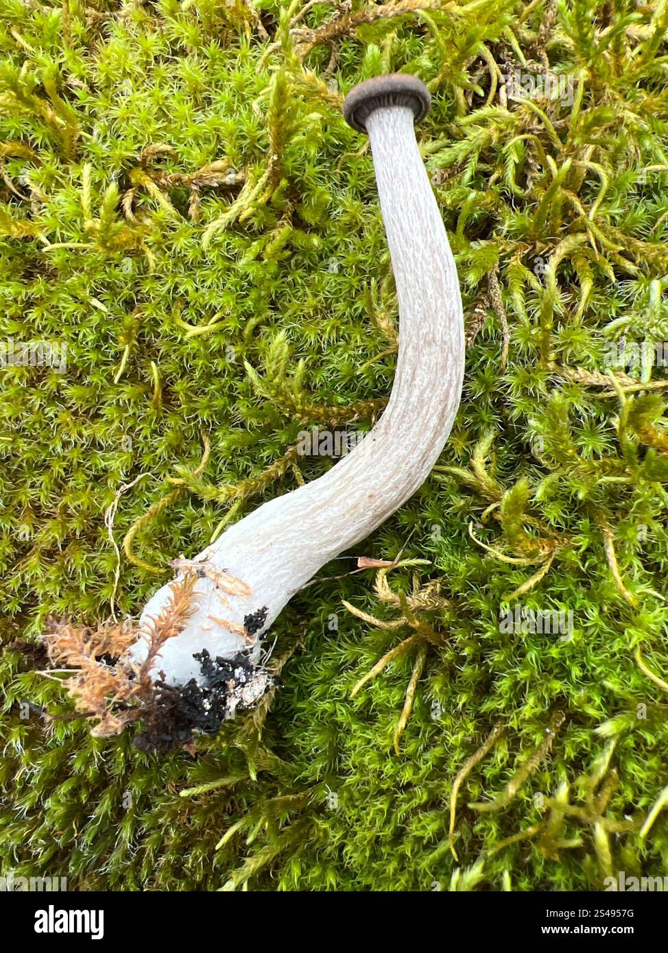 The Goblet (Pseudoclitocybe cyathiformis Stock Photo - Alamy