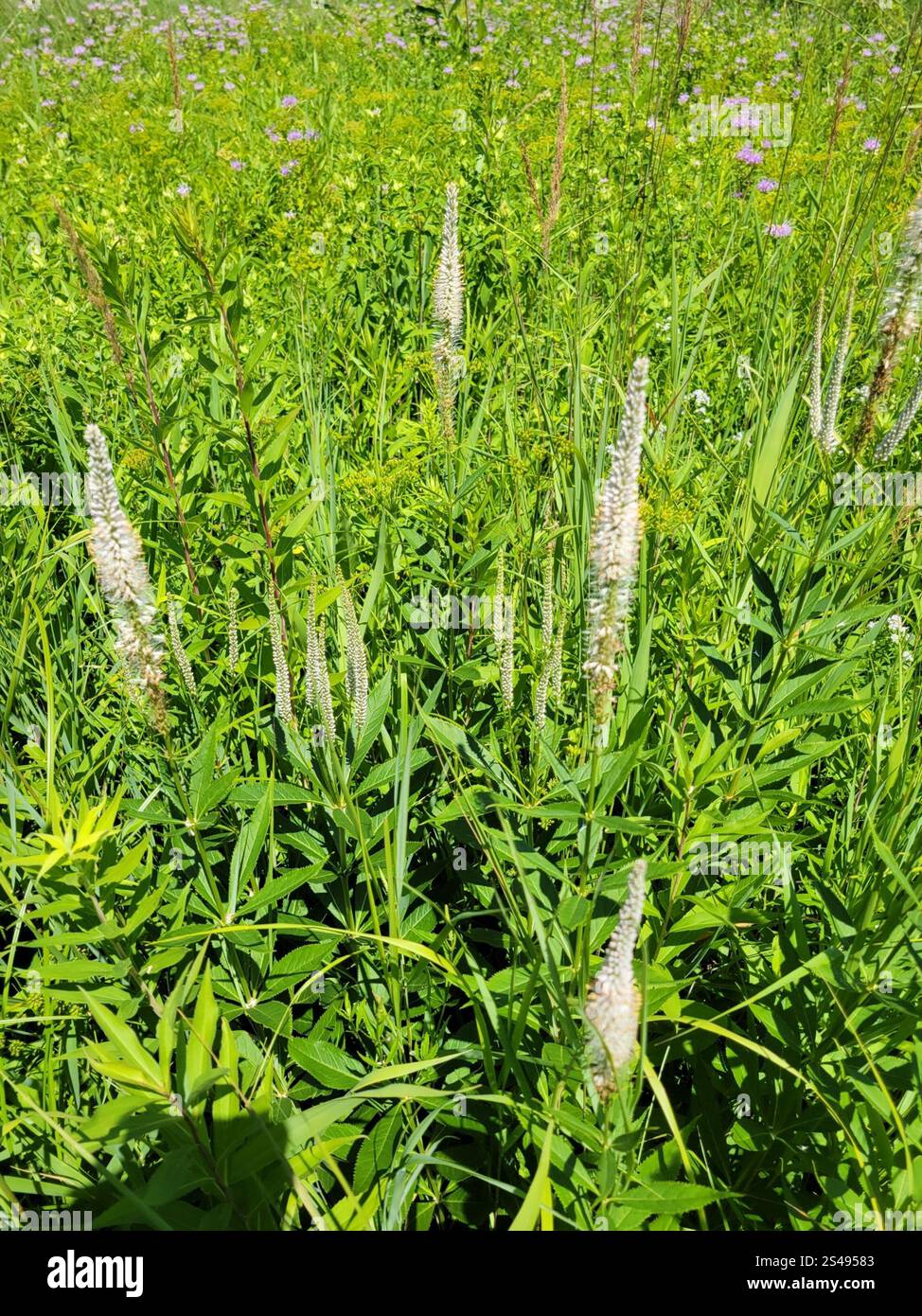 Culver's root (Veronicastrum virginicum Stock Photo - Alamy