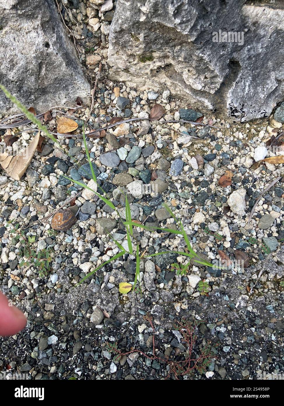 Gophertail Lovegrass (Eragrostis ciliaris Stock Photo - Alamy