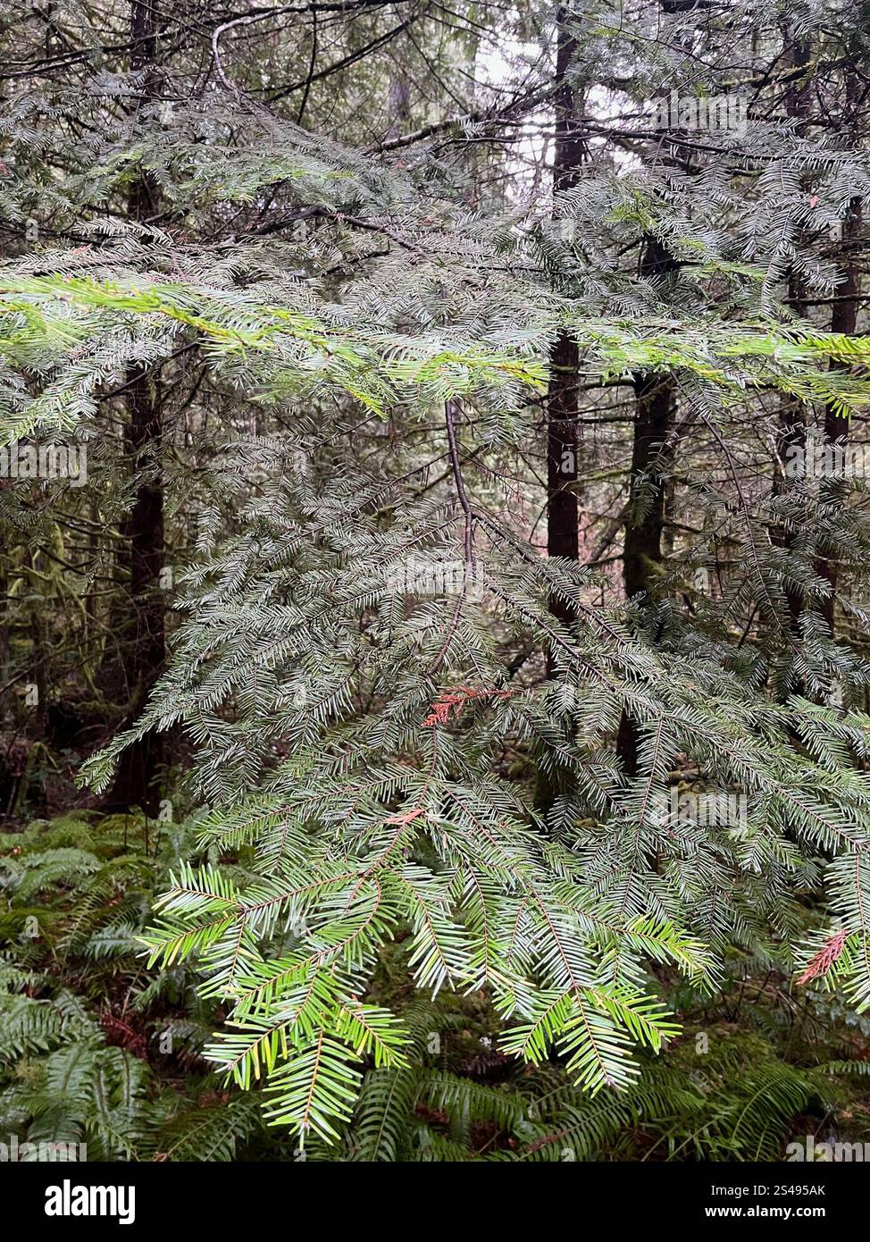 grand fir (Abies grandis Stock Photo - Alamy