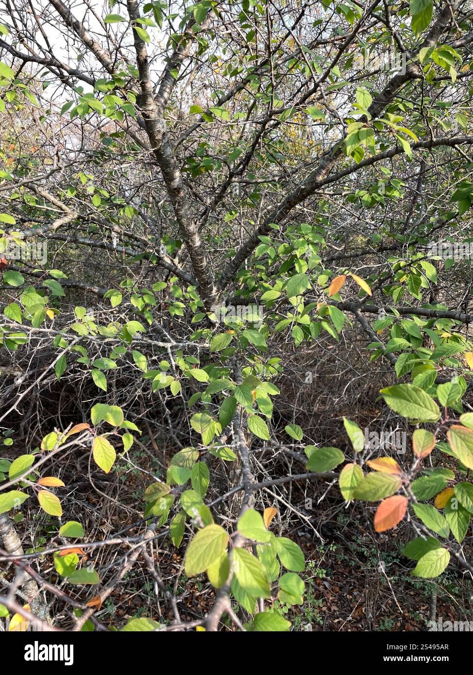 Mexican Plum (Prunus mexicana Stock Photo - Alamy