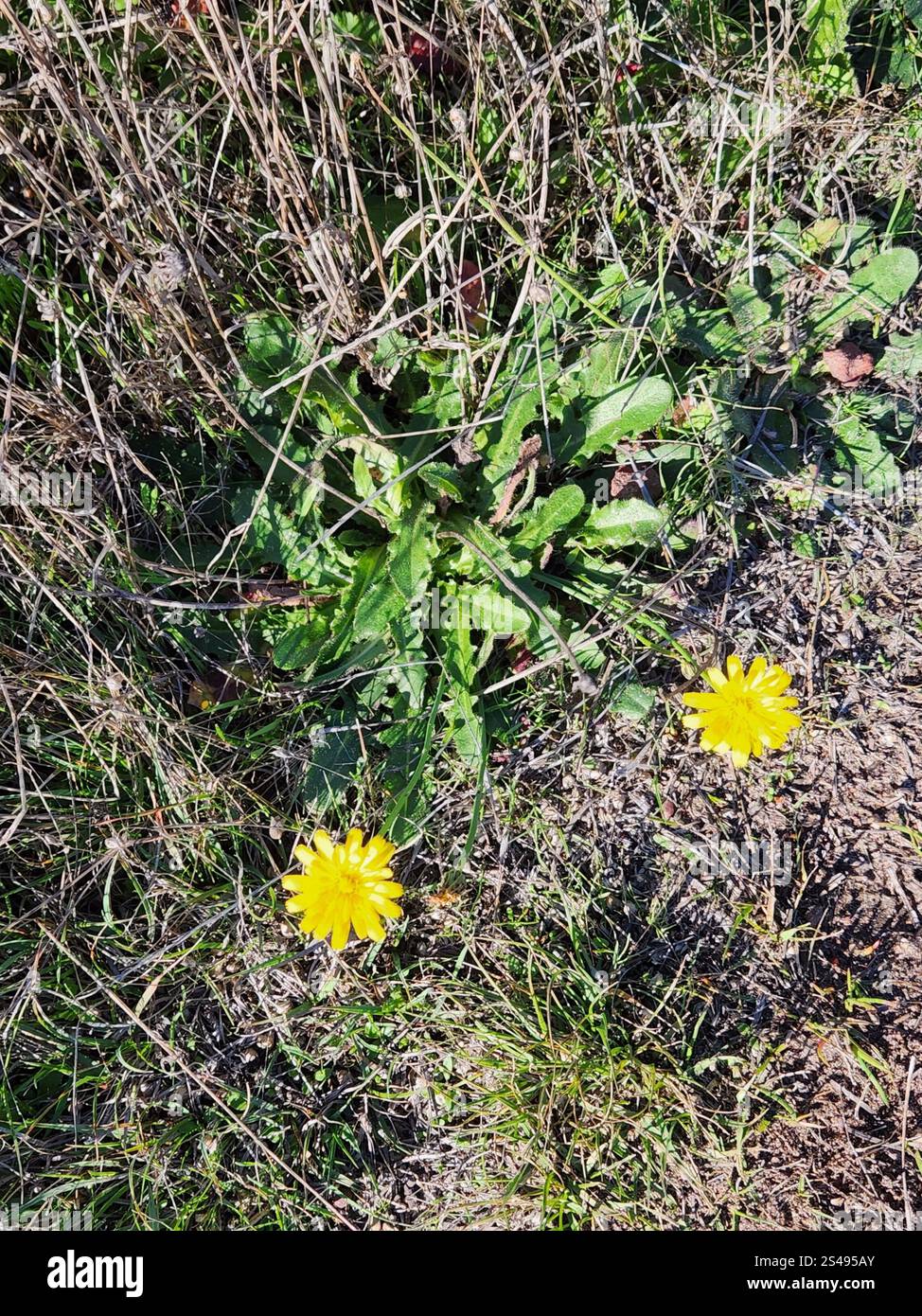 Common Cat's-ear (Hypochaeris radicata Stock Photo - Alamy