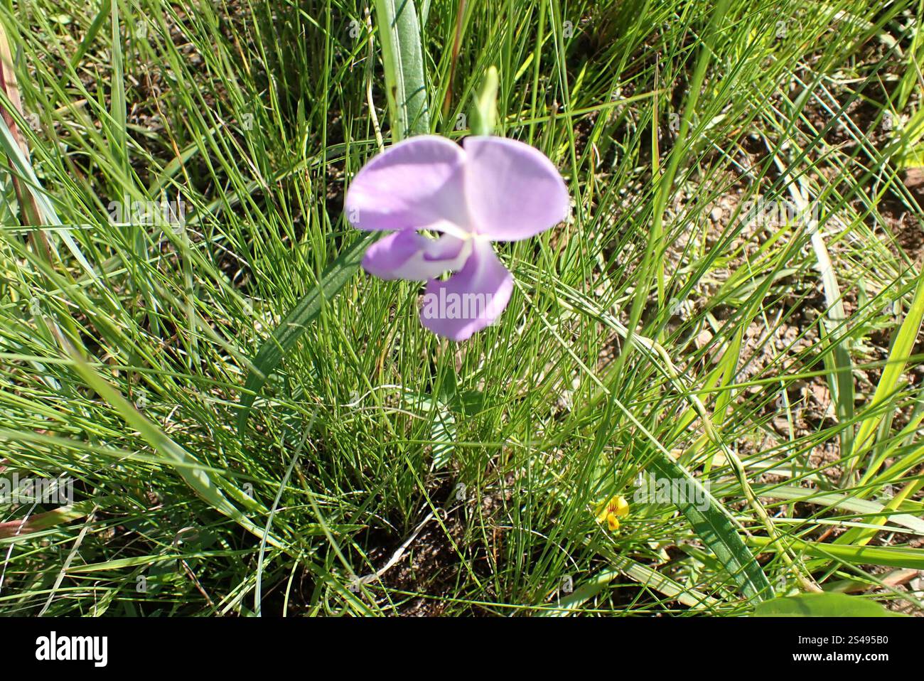 Wild Cow Pea (Vigna vexillata Stock Photo - Alamy