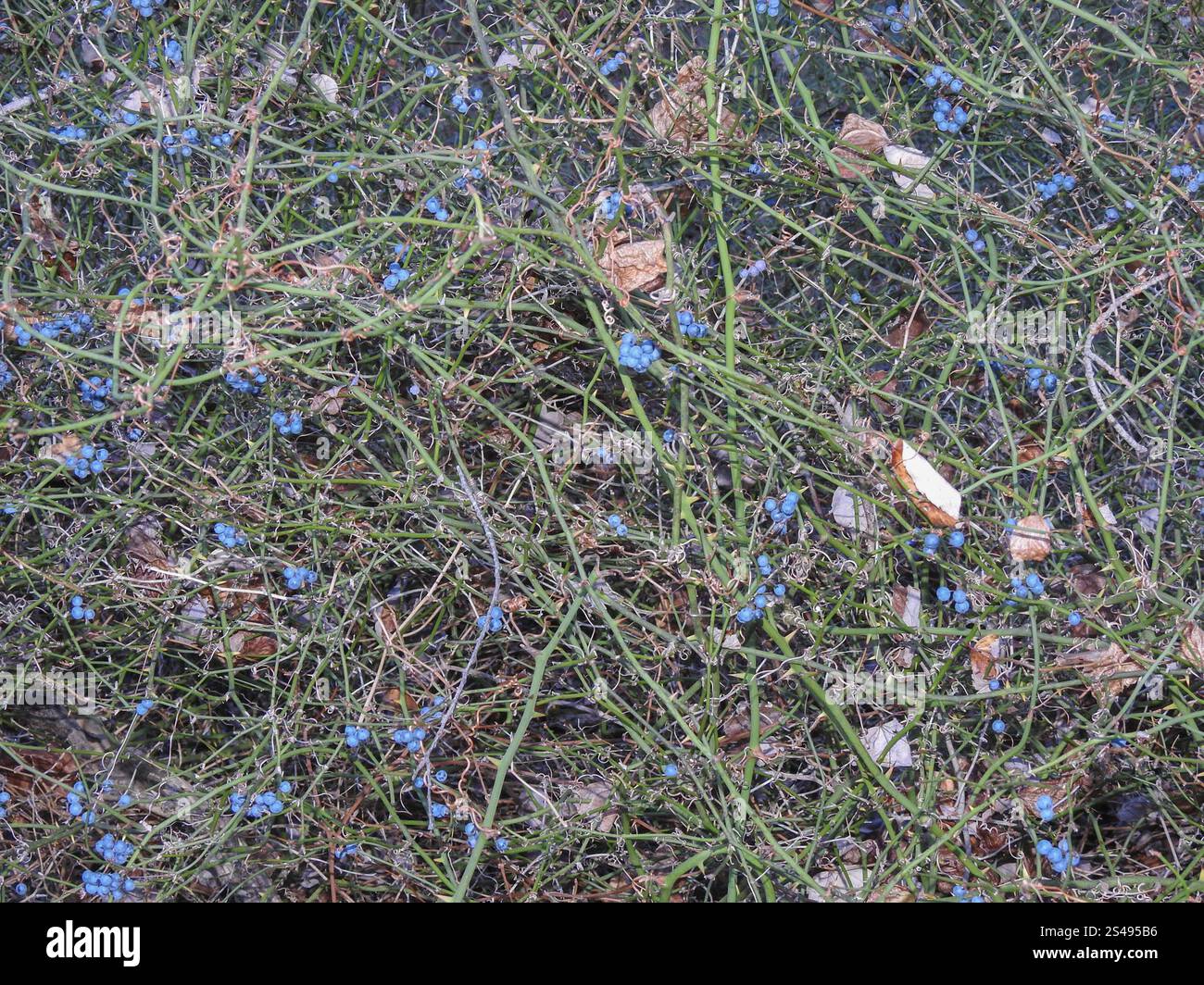 roundleaf greenbrier (Smilax rotundifolia Stock Photo - Alamy