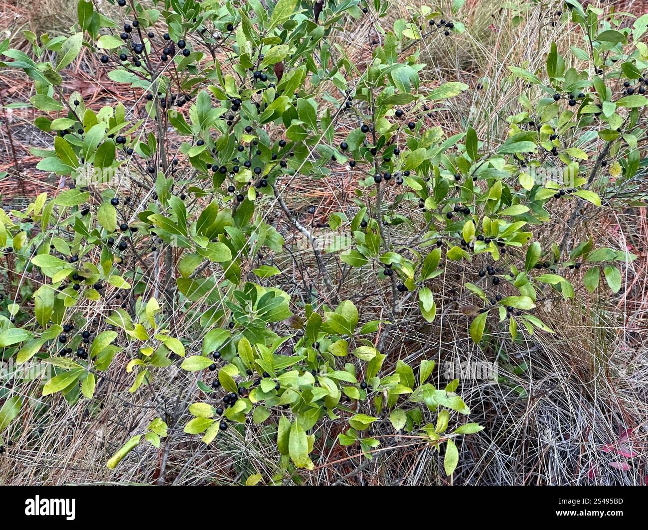 gallberry (Ilex glabra Stock Photo - Alamy