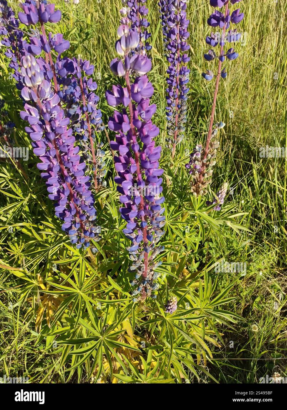 Large-leaved lupine (Lupinus polyphyllus Stock Photo - Alamy