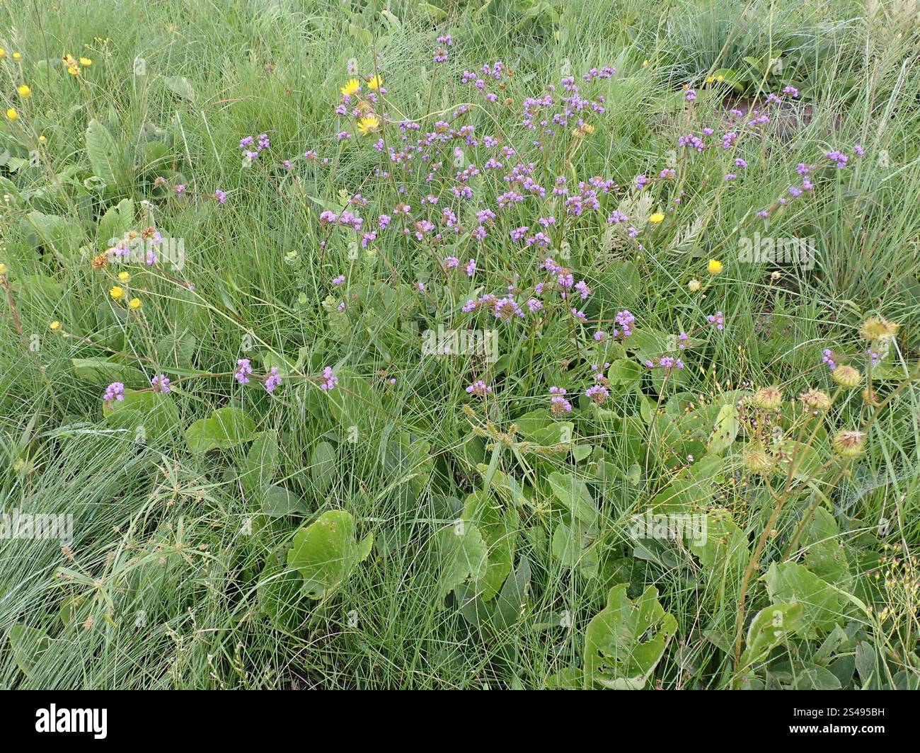 Showy Blue Ear (Cyanotis speciosa Stock Photo - Alamy