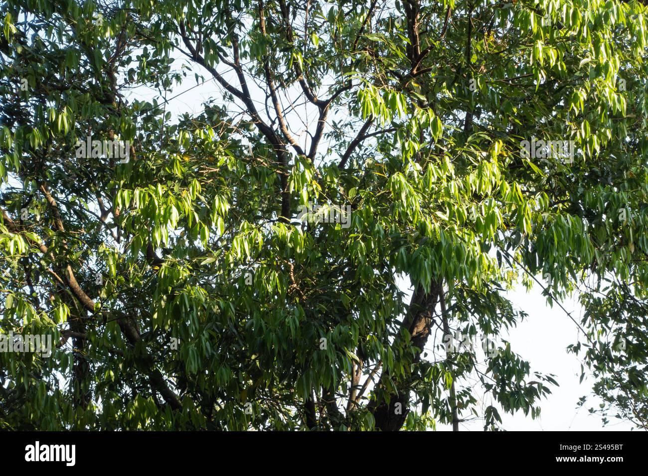 Ceylon ironwood (Mesua ferrea Stock Photo - Alamy