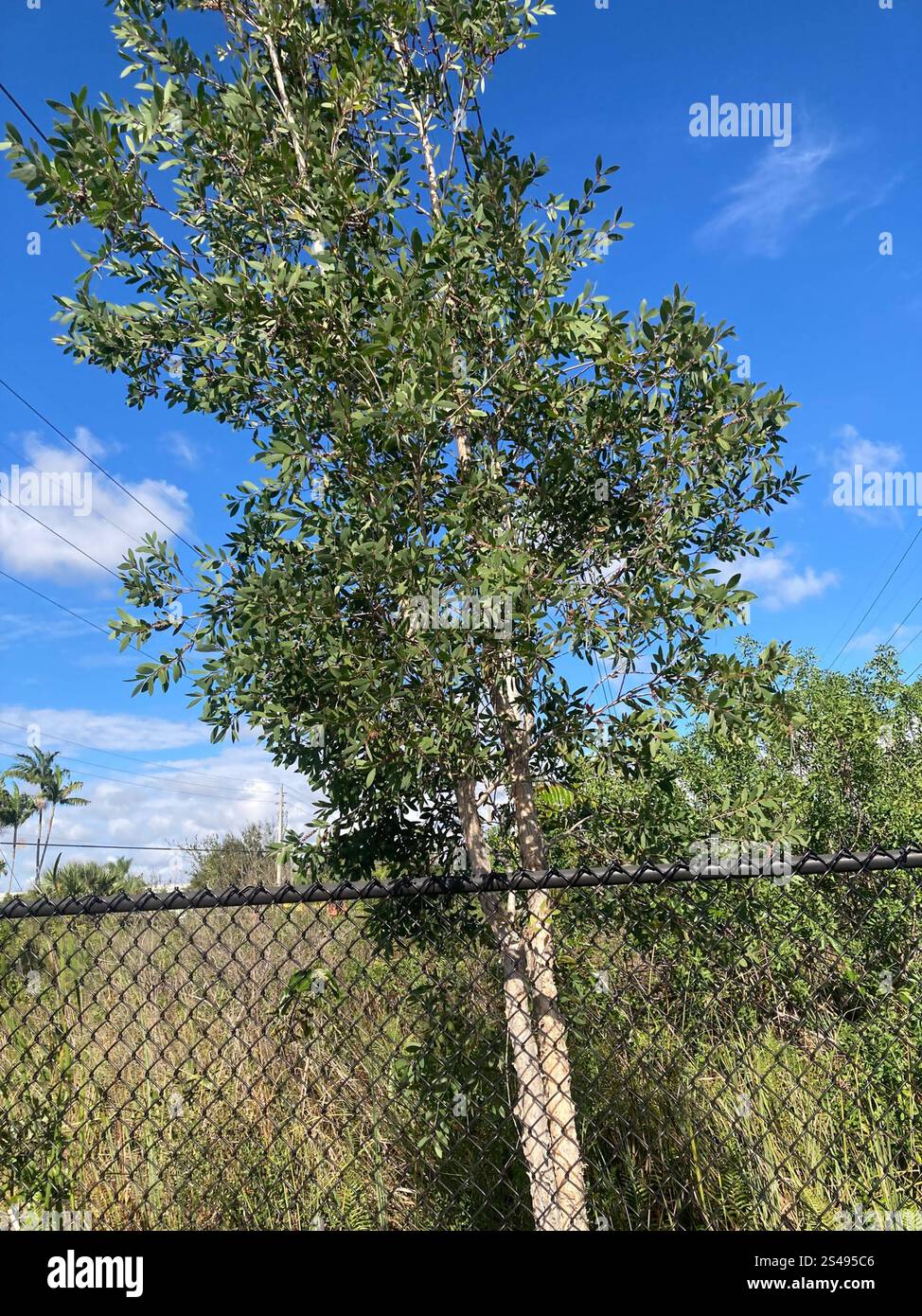Broad-leaved paperbark (Melaleuca quinquenervia Stock Photo - Alamy