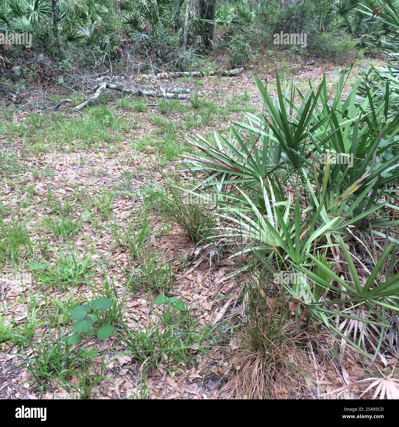 Caesar weed (Urena lobata Stock Photo - Alamy