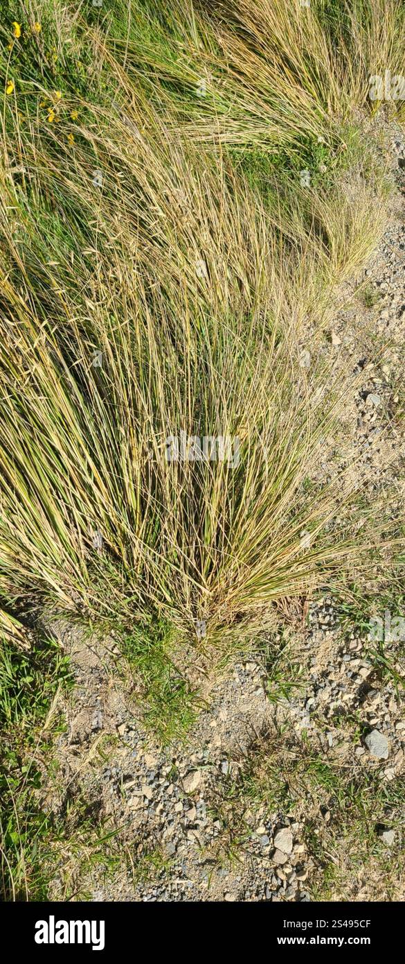 Narrow-leaved Snow Tussock (Chionochloa rigida Stock Photo - Alamy
