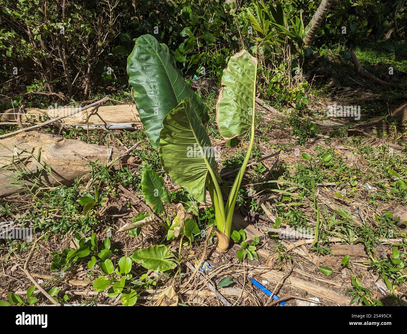 giant taro (Alocasia macrorrhizos Stock Photo - Alamy