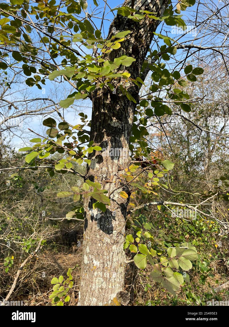 Texas ash (Fraxinus albicans Stock Photo - Alamy