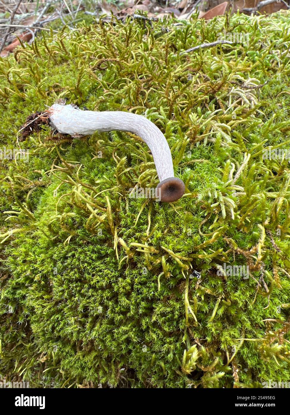 The Goblet (Pseudoclitocybe cyathiformis Stock Photo - Alamy