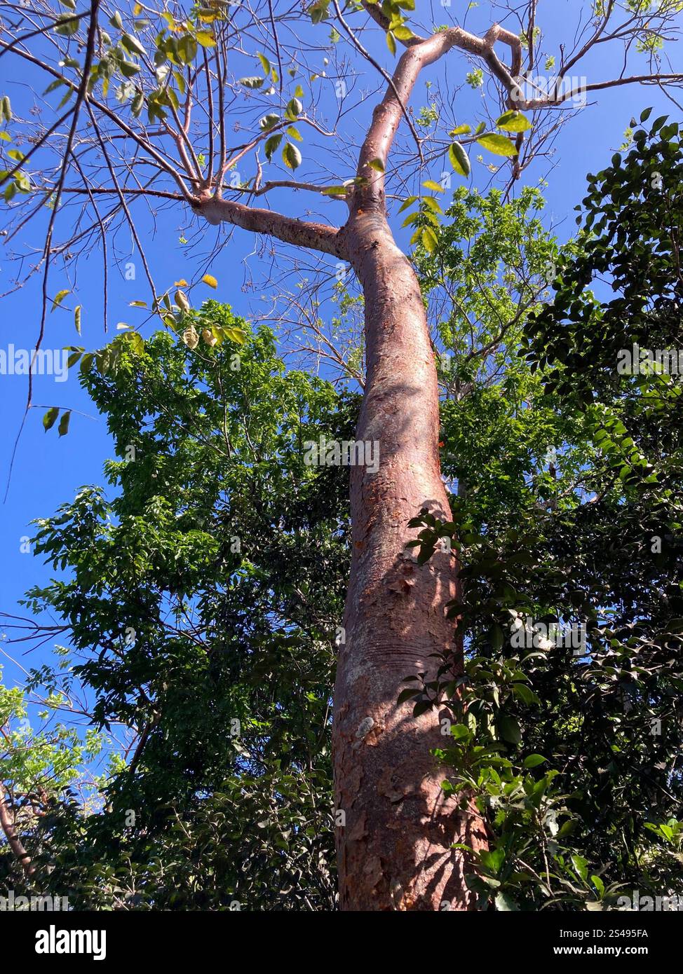 Gumbo Limbo (Bursera simaruba Stock Photo - Alamy